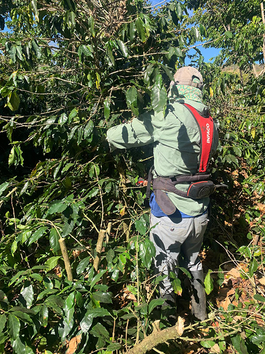 When coffee production rhymes with INFACO - pruning shears in coffee ...