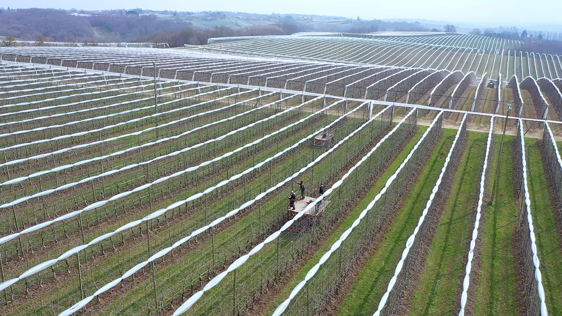 Taille électrique en plateforme - Témoignage vidéo arboriculture - INFACO